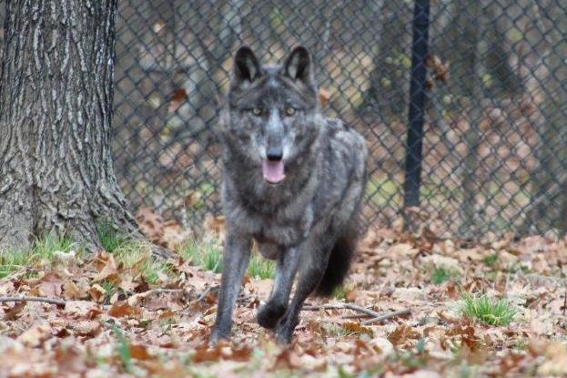 City of Marshfield Announces Passing of Female Timber Wolf at Wildwood ...
